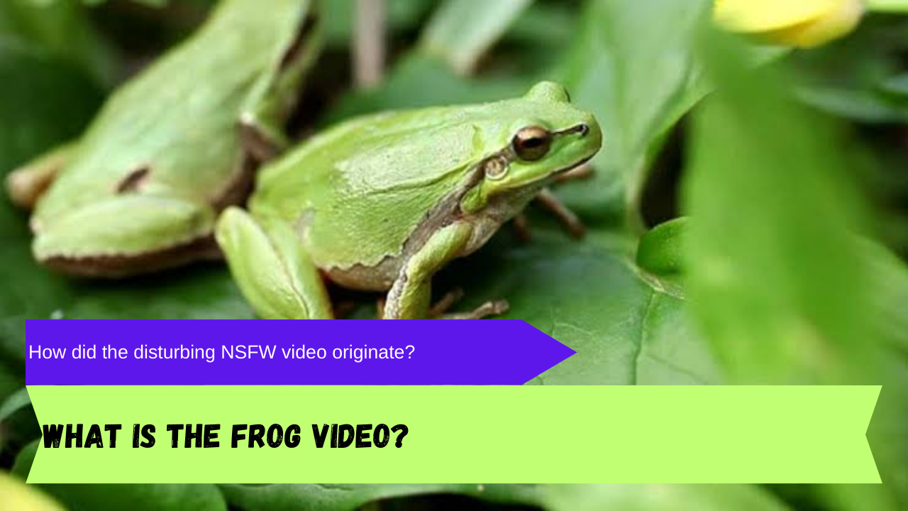 What is the Frog video? How did the disturbing NSFW clip originate ...